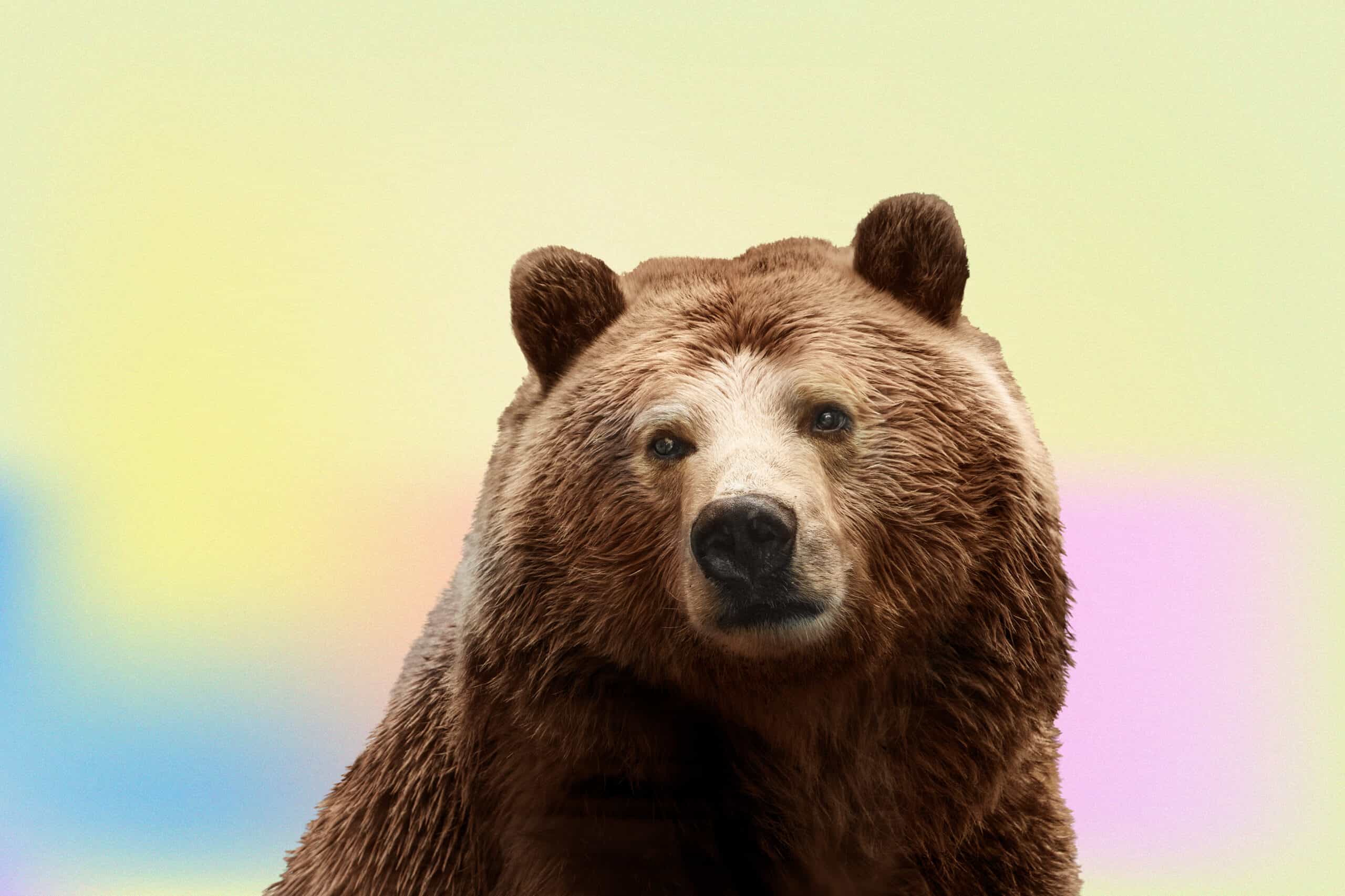 55 Very Best Bear Jokes 2025