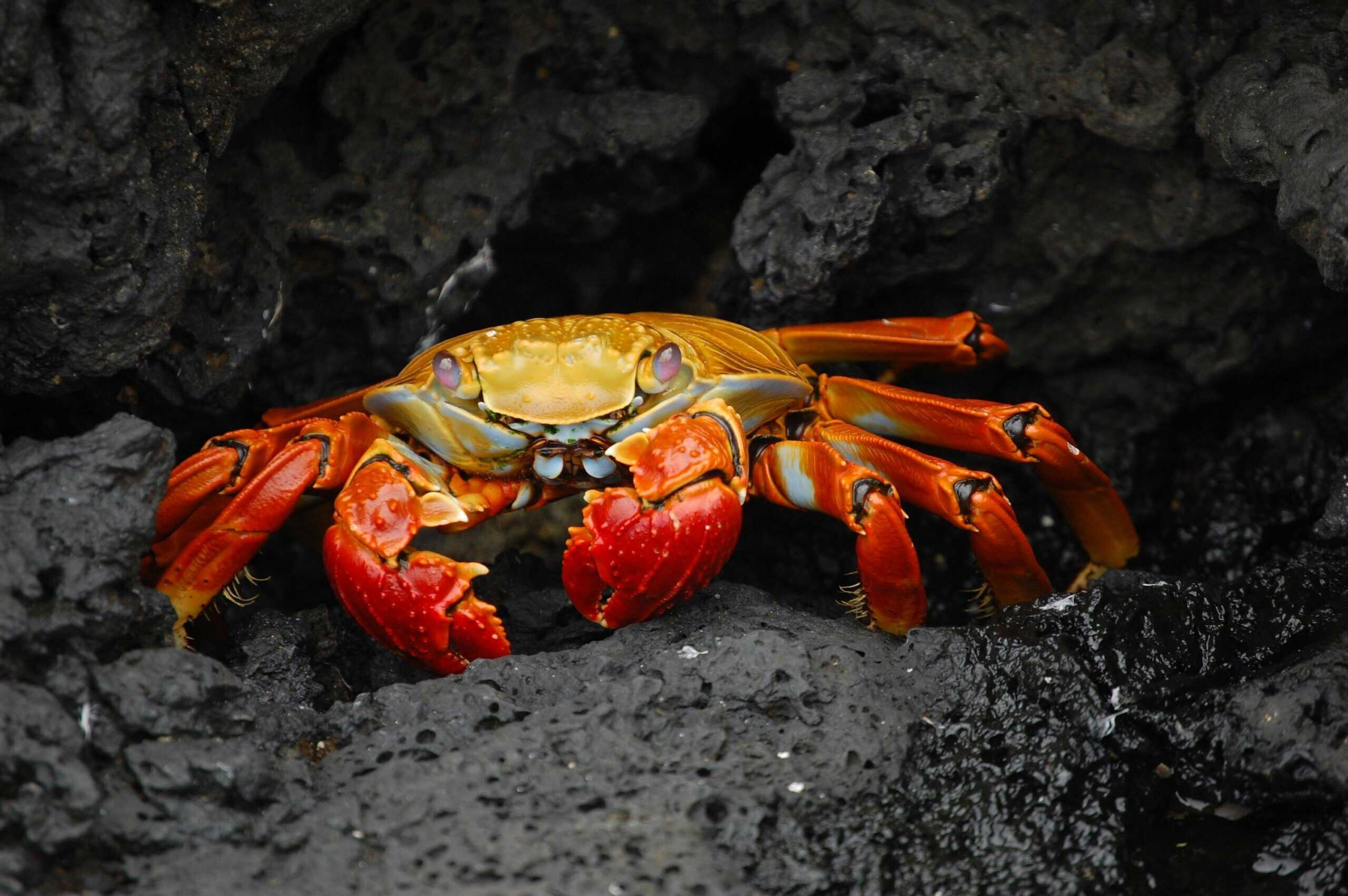 150 Clever and Cute Crab Puns to Crack You Up