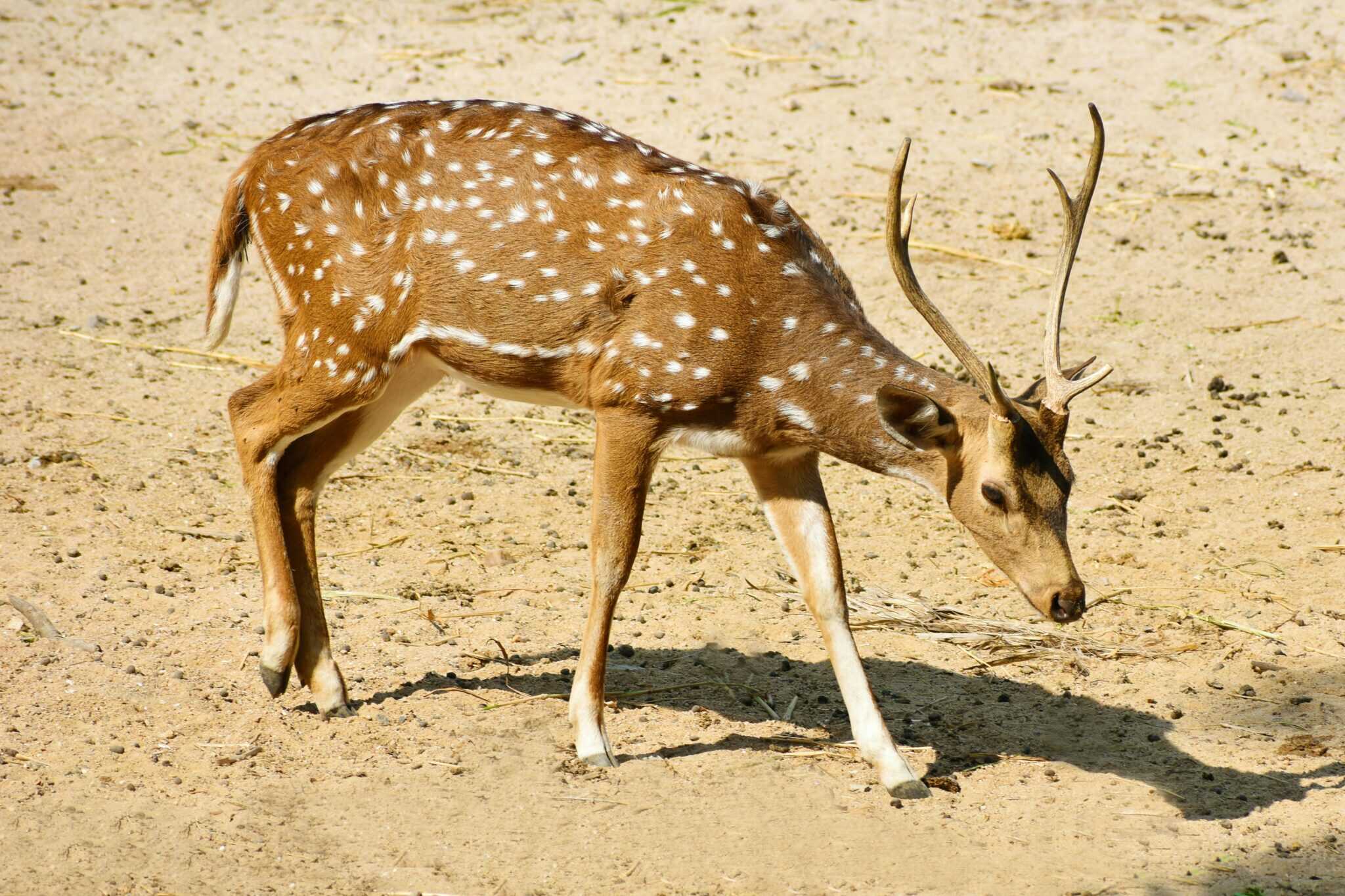 100 Hilarious Deer Puns to Make You Laugh